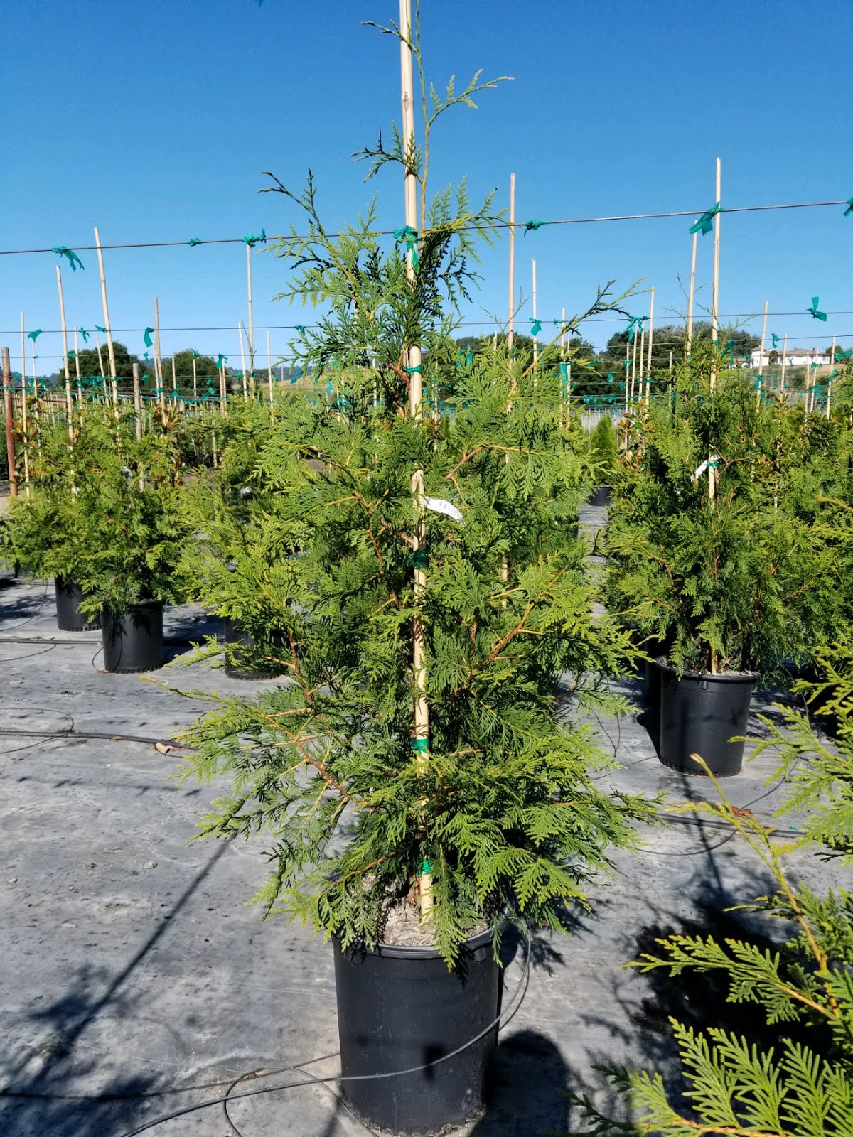 Johns Western Tree Plant Photos Thuja X Green Giant 15