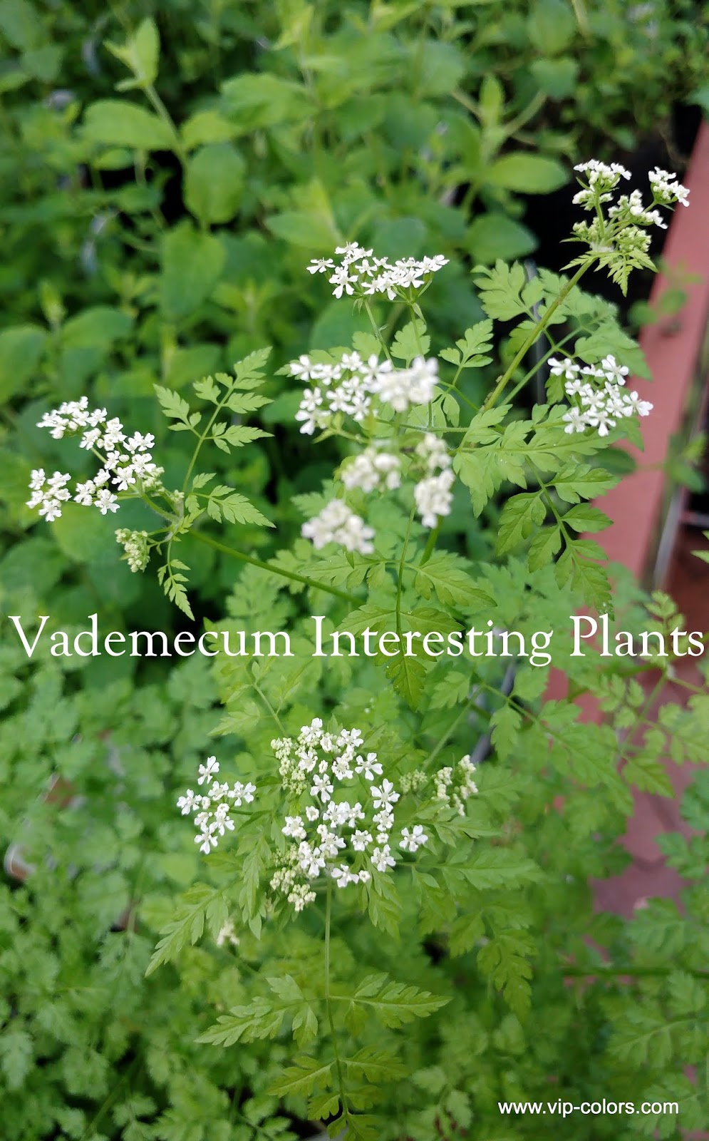 Vademecum Interesting Plants: Anthriscus cerefolium - Trybula ogrodowa ...