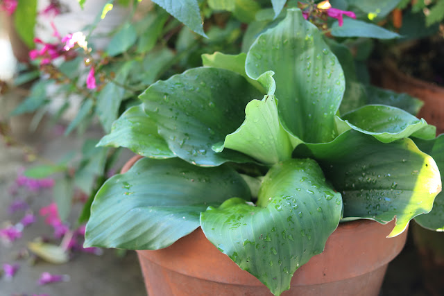 66 Square Feet (Plus): The tropical terrace