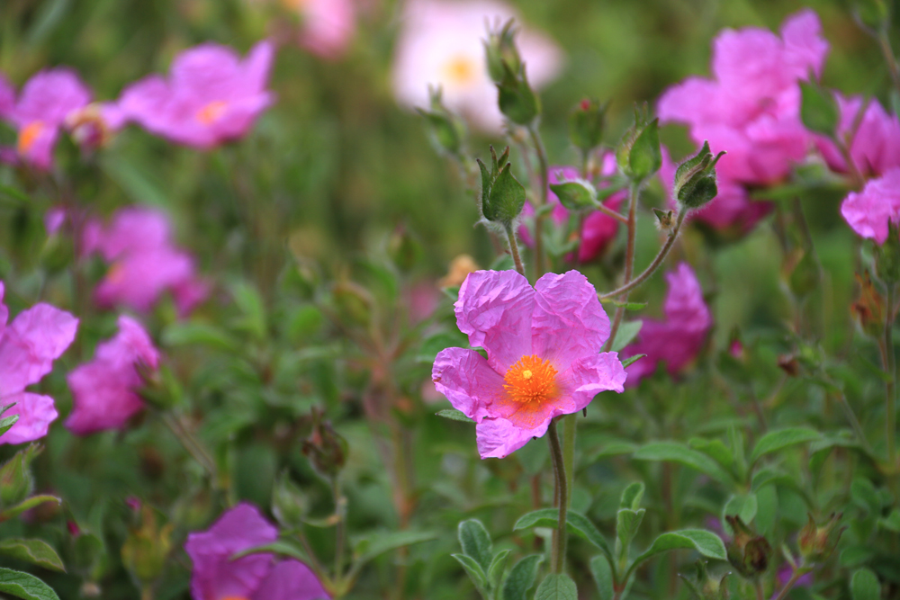 Preston Bissett Nurseries and Country Shop: Beautiful Cistus Shrubs
