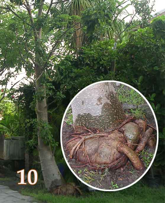 Gallery Tabulampot Top