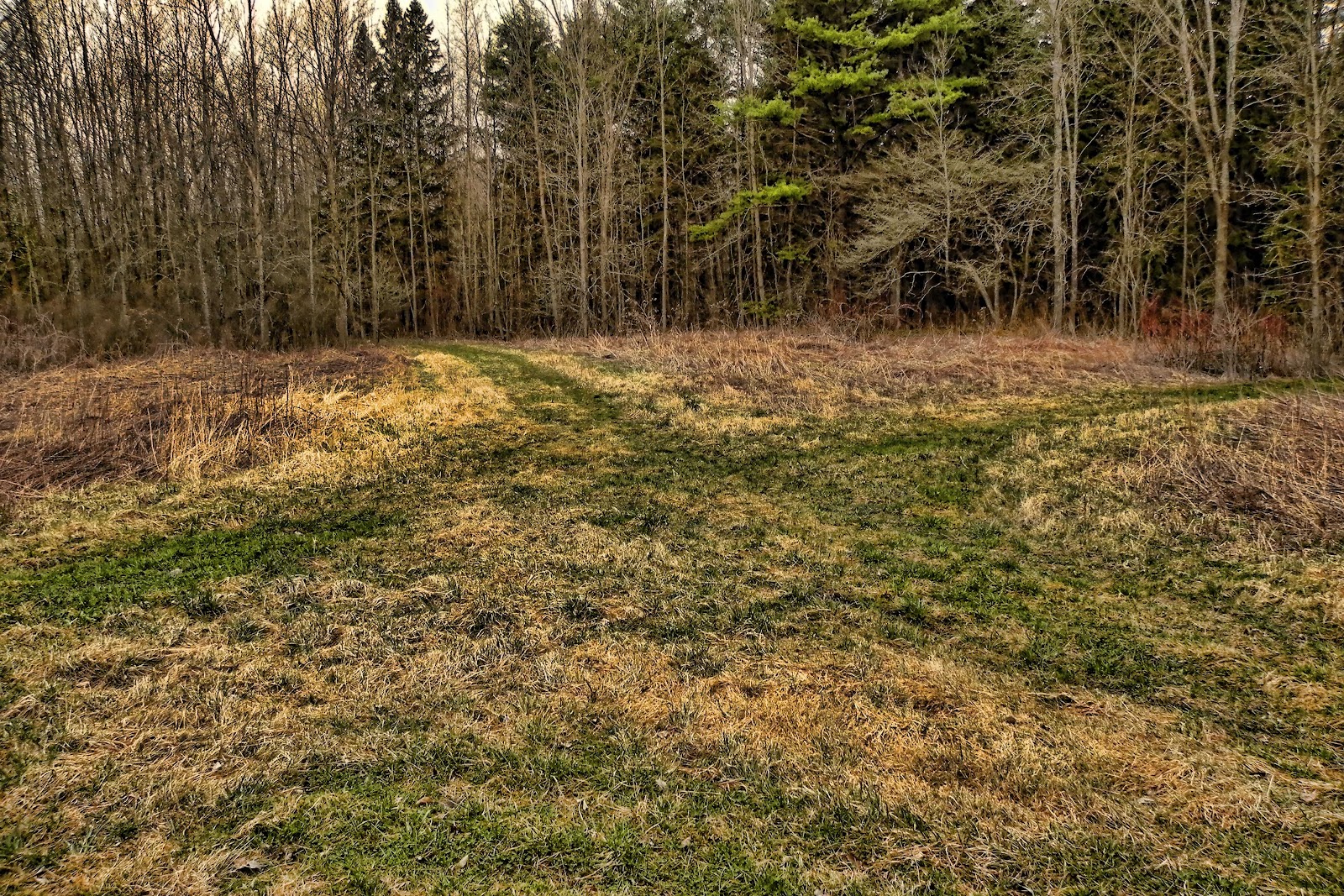 Hiking in Ontario: Elliott Tract - Halton Regional Forest