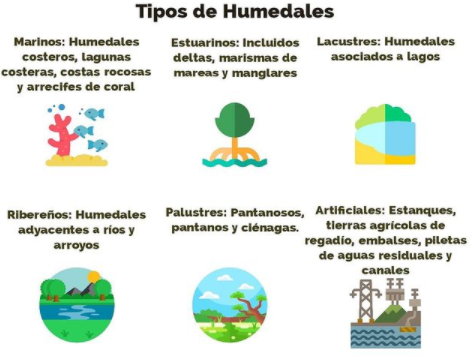 Ecología y Manejo de Humedales: Tema 1: ¿Qué son los humedales y cuál es su importancia en el ...