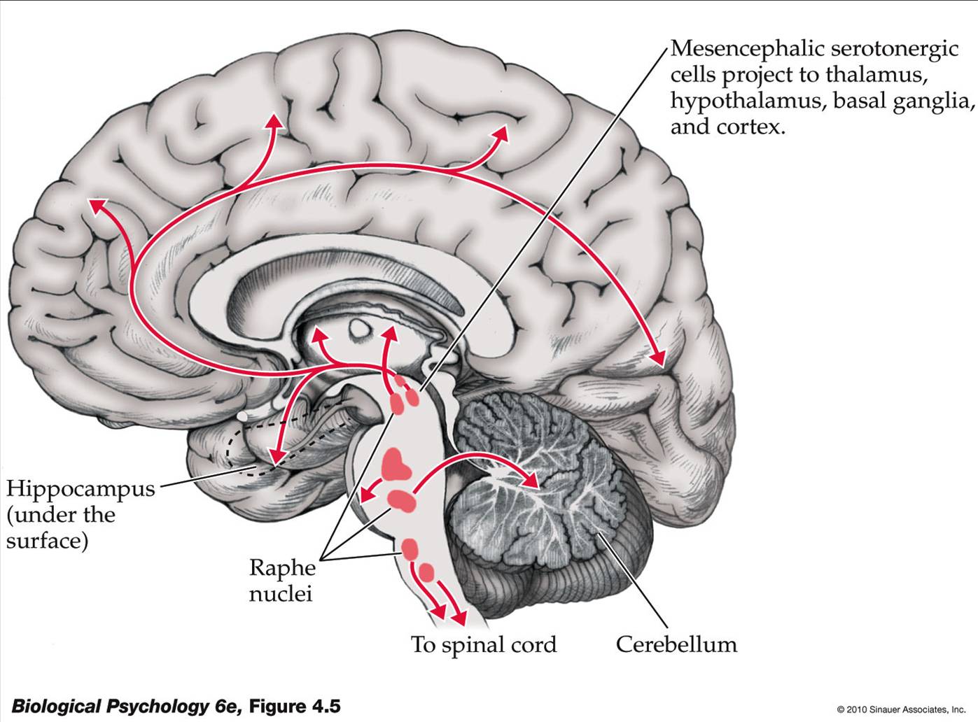 Serotonergic Pathways | Neuron structure, Cerebral cortex, Cholinergic