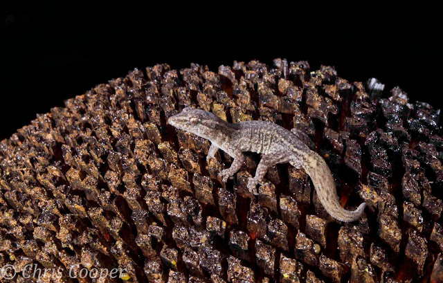 Chris Cooper Field Ecology