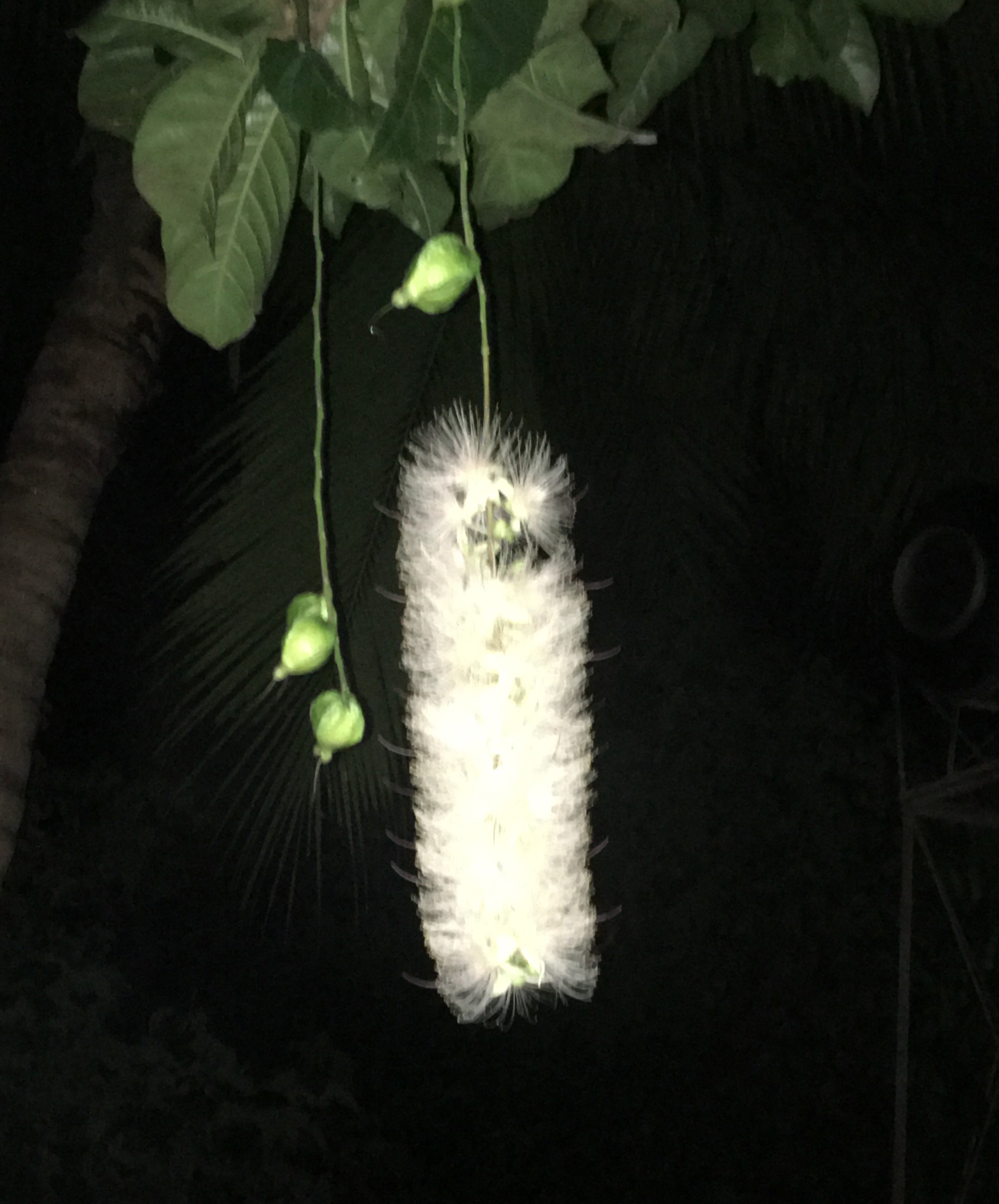 Marinduque Rising: Bitoon (Barringtonia Asiatica) ang pangalang umaayon ...