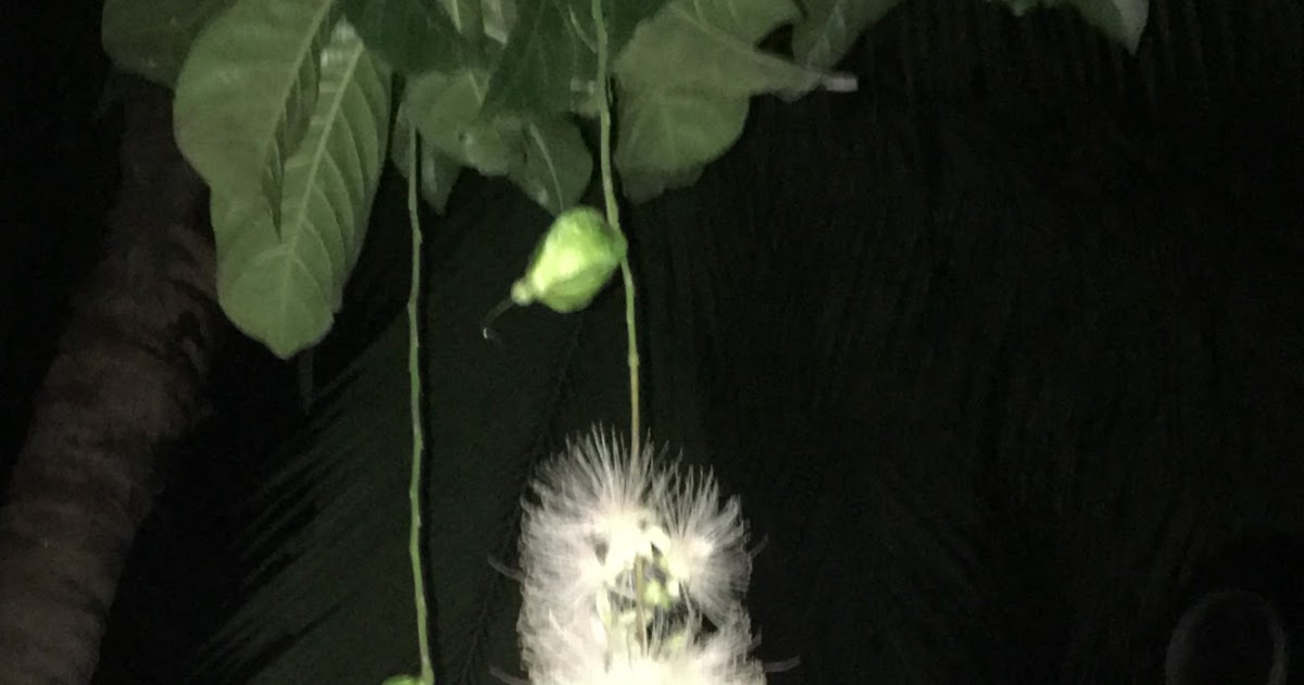 Marinduque Rising: Bitoon (Barringtonia Asiatica) ang pangalang umaayon ...