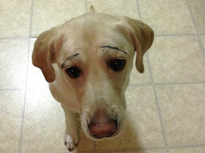 DOGS REALLY DO LOOK BETTER WITH MAKEUP EYEBROWS - NEWSOLOGYS