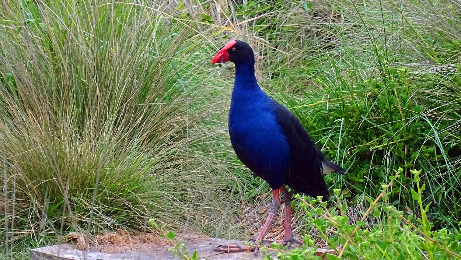 MAP: AUSTRALASIAN SWAMPHEN