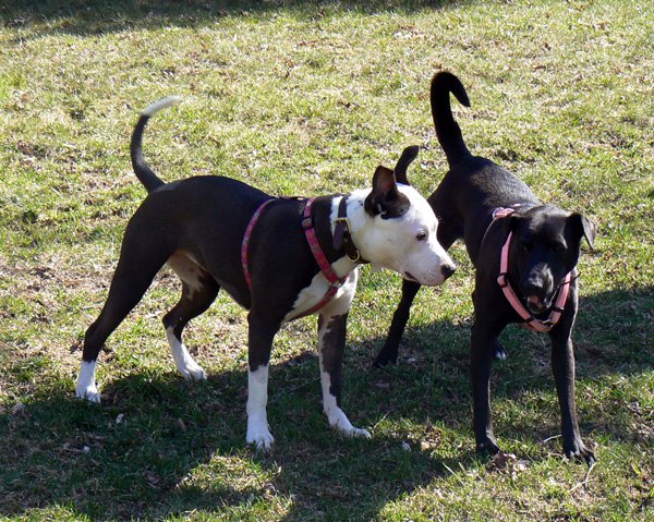 Reactive Champion: Sarah Kalnajs Seminar: Distance-Increasing Signals