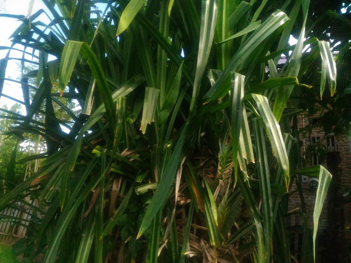 Manfaat Rumput Knop (Hyptis capitata)