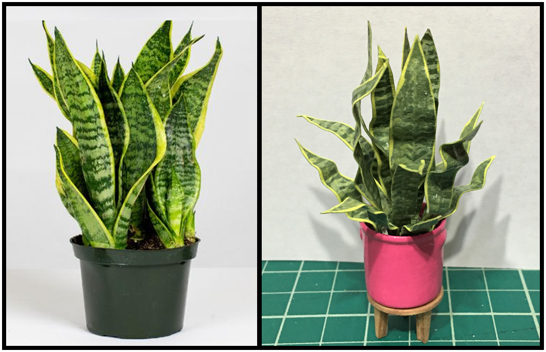 My Miniature Madness: Snake Plant Tutorial