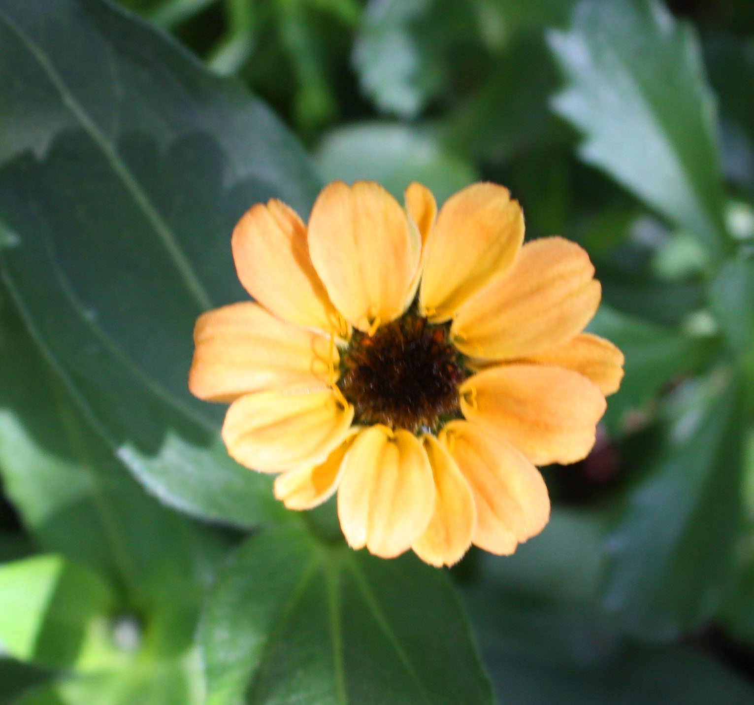 Boise Daily Photo Garden Shot: Mini Zinnia