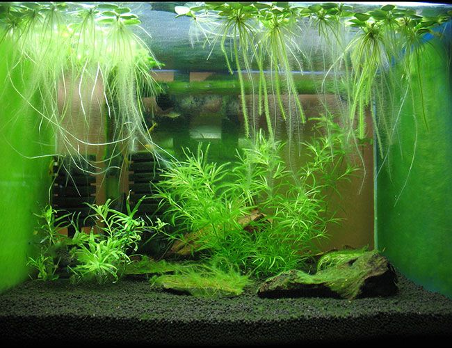 Green dust algae pada kaca aquarium dan hardscape
