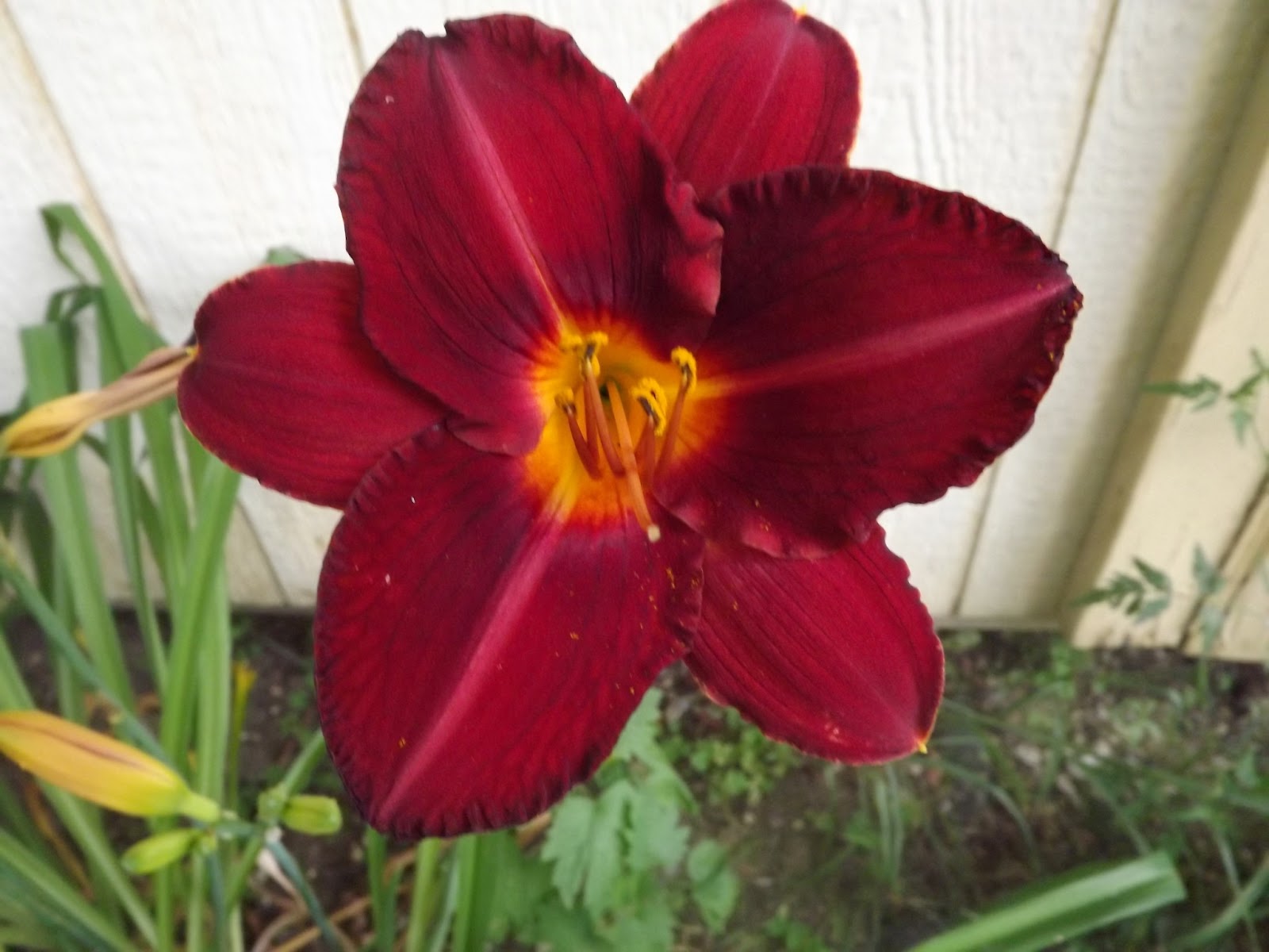 Michigan Gardener: 2013