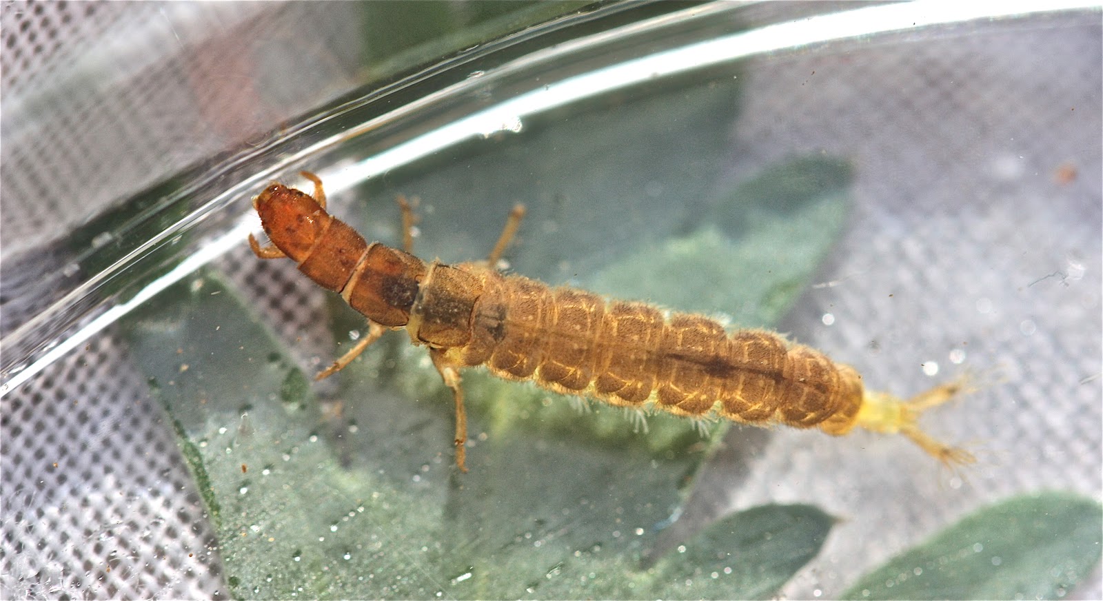 Aquatic Insects of Central Virginia: The Common Netspinner "Diplectrona ...