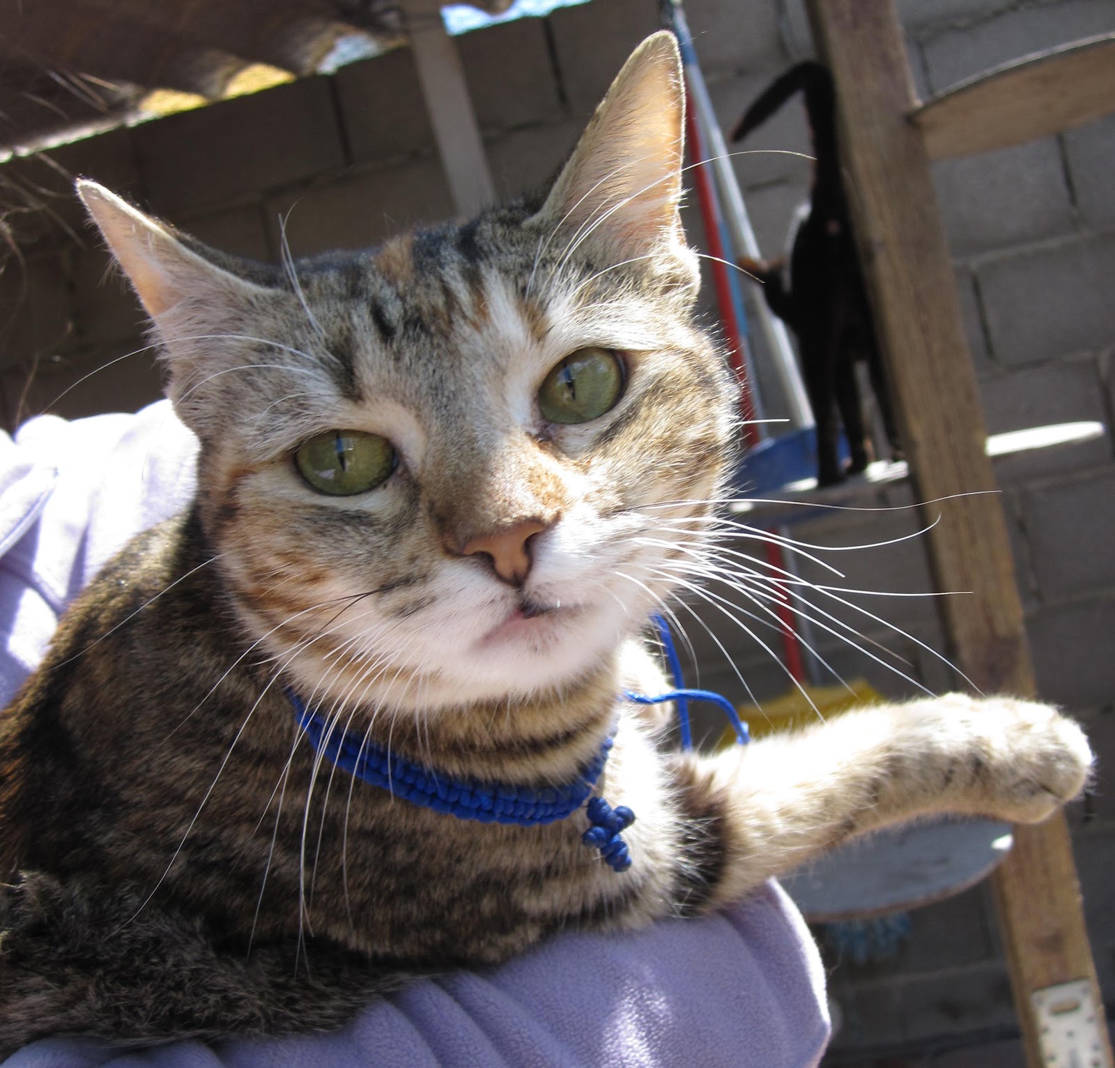 Segunda Oportunidad - Prodean Gatos La Linea.: Katy, la gatita que ...