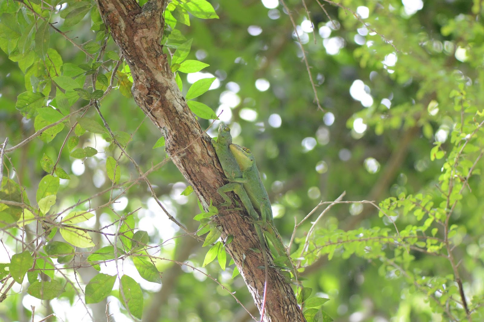 CHIPOJO LAB: Tierra de Gigantes (The Land of the Giants)