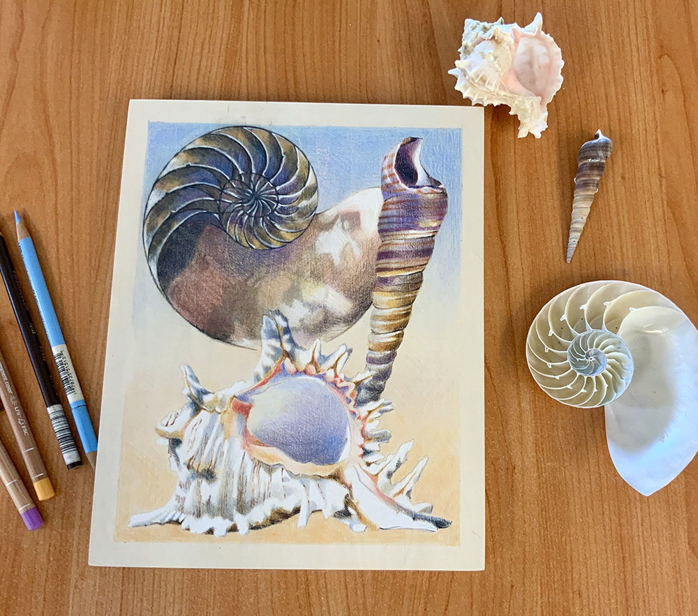 KJF DESIGN Fine Art: Colored Pencil Shell Study on Wood Panel
