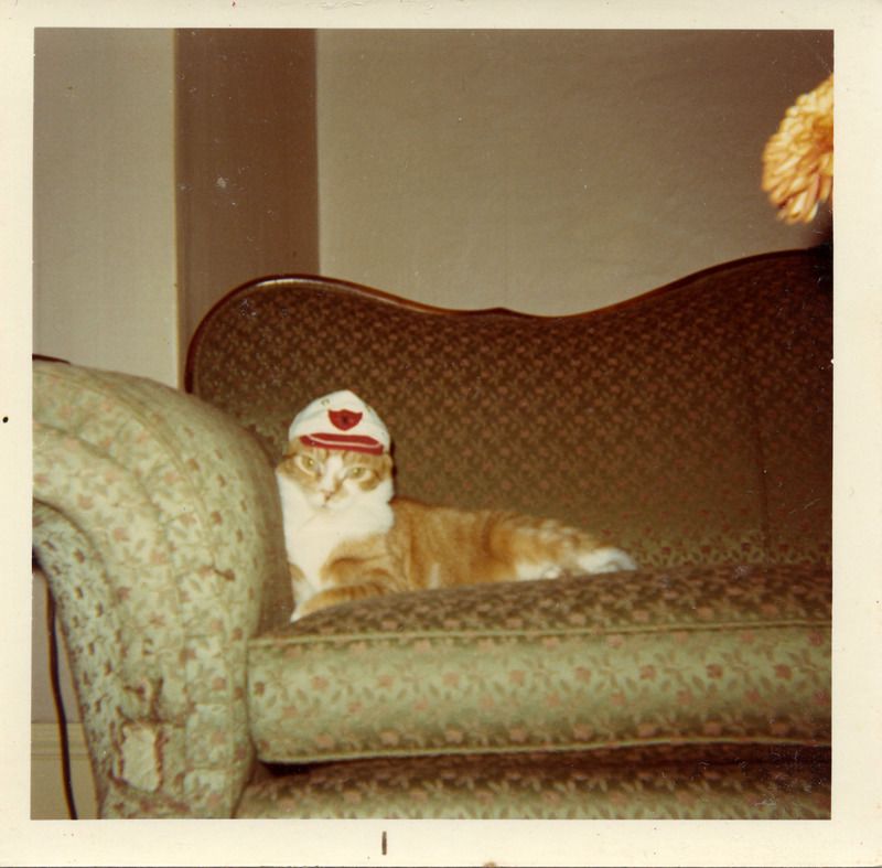 Found Snaps Capture Lovely Moments of "a Cat at Home" in the Early ...