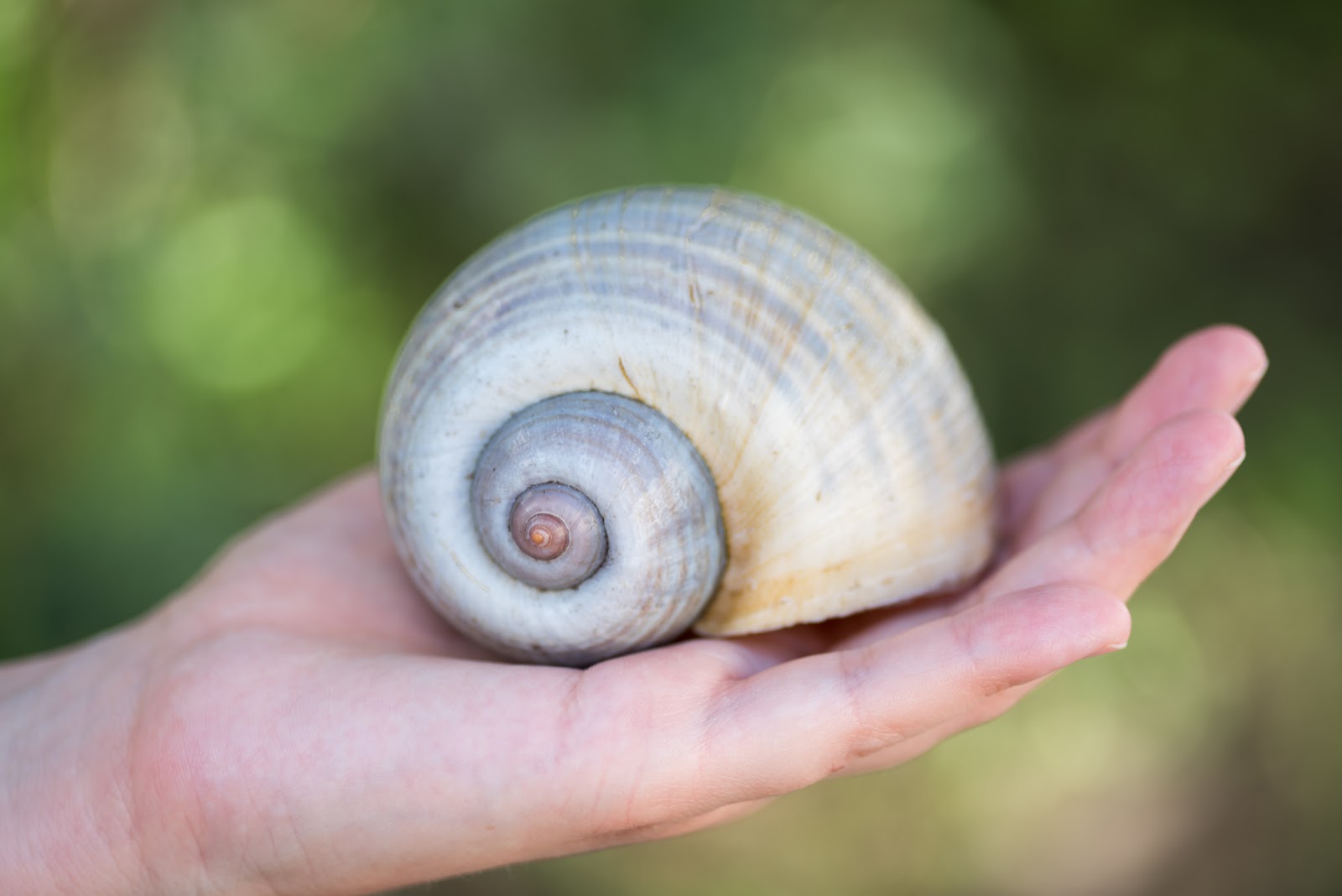 Field Life: Expanding at a Snail’s Pace