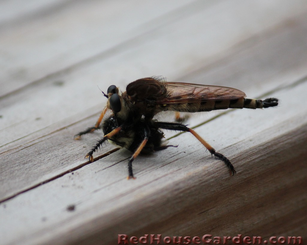 Red House Garden: A Little Bit Scary