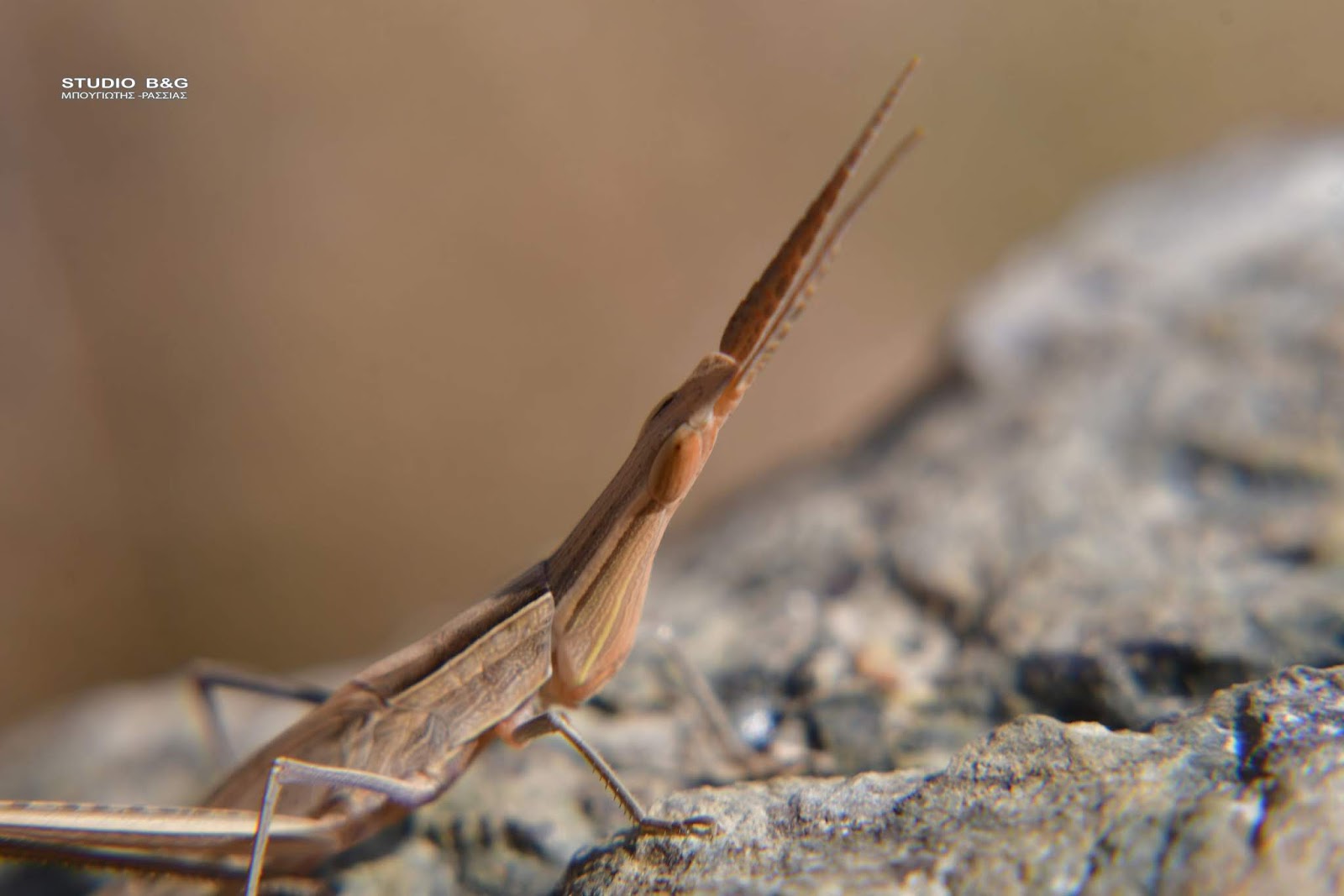 Η φωτογραφία της ημέρας: Η ακρίδα η ακανθώδης