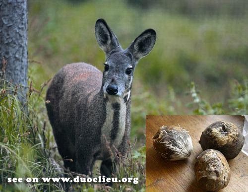 Musk (Shexiang)-Moschus berezovskii-Moschus sifanicus-Moschus moschiferus