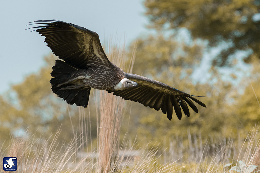 Birds of Prey at the Hawk Conservatory Trust, Hampshire