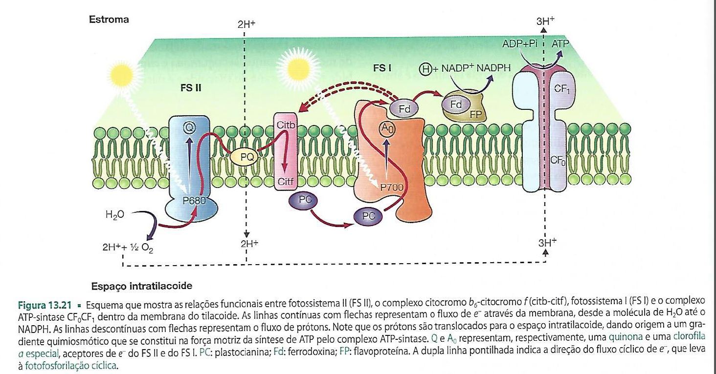 Diagrama De Membrana Tilacoide Proyecto Biosfera
