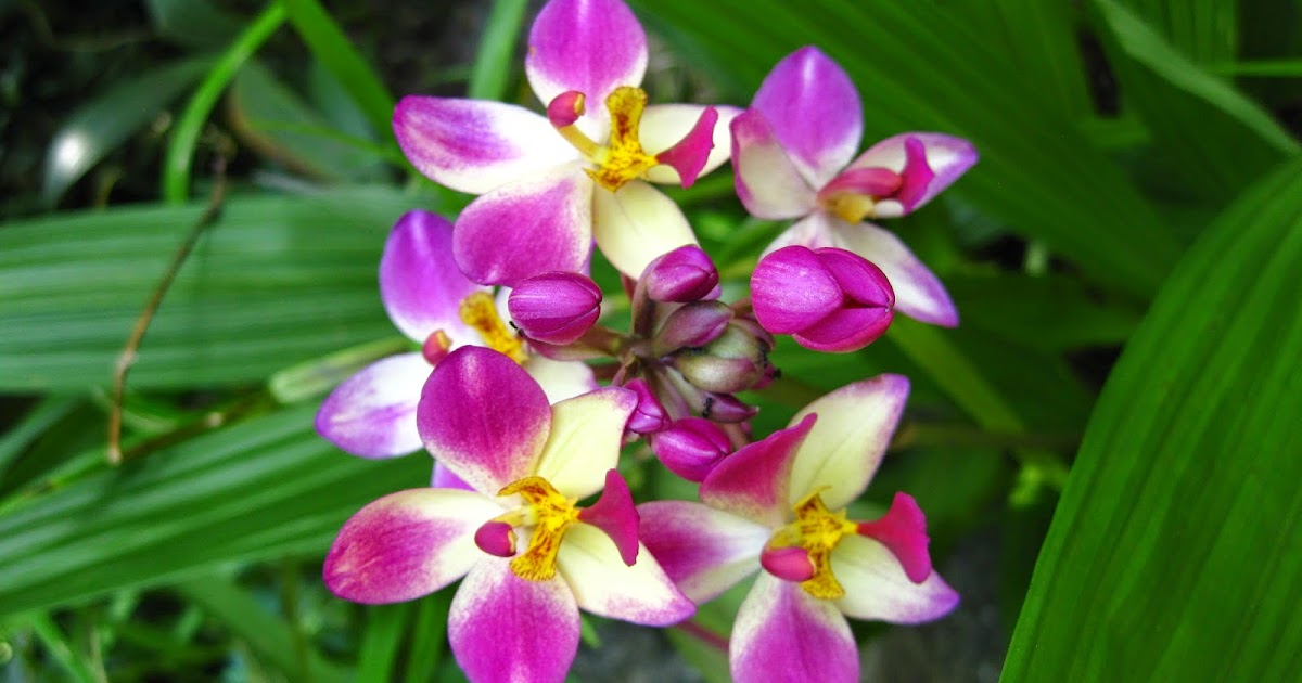 ThinkBangalore Images: Flora fauna Flowers Plants wallpaper images