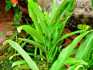 White Ginger - Parasathu Mal | SL Flora