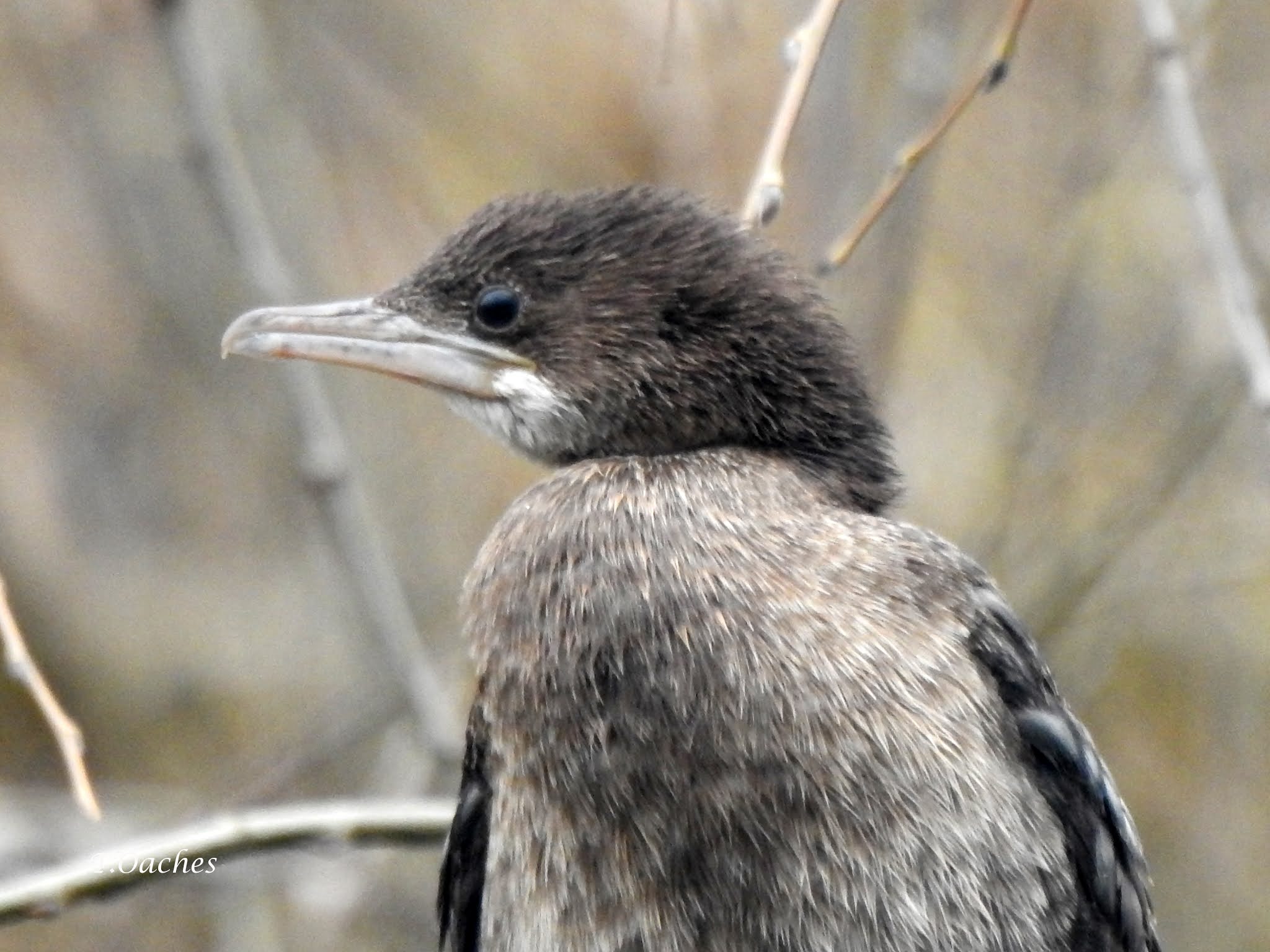 PASARI DIN ROMANIA: CORMORAN MIC, Microcarbo pygmeus