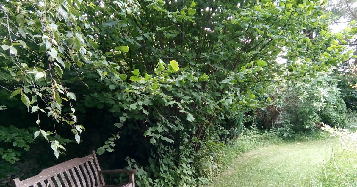 Rachel the Gardener: Hazel coppice: cosmetic renovation pruning