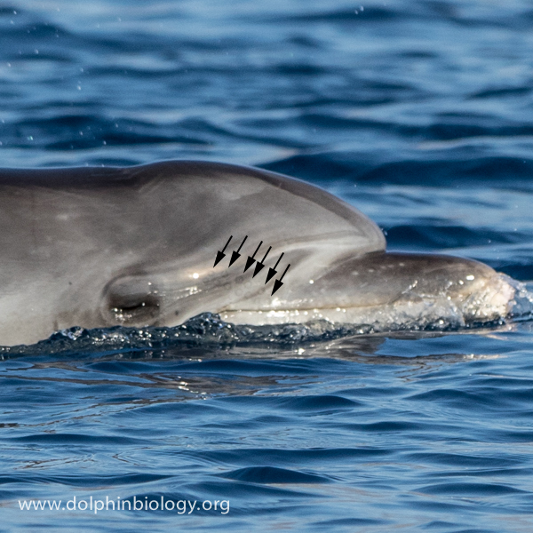 Dolphin Biology and Conservation: Octopus signature