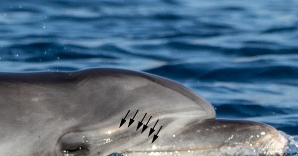 Dolphin Biology and Conservation: Octopus signature