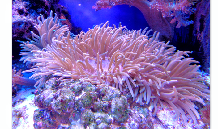 Pengertian Kingdom Animalia (hewan), hewan avertebrata atau ...