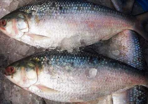 Delicious Recipes 4m Pranati's Kitchen: Illishi macha tarkari (hilsa ...