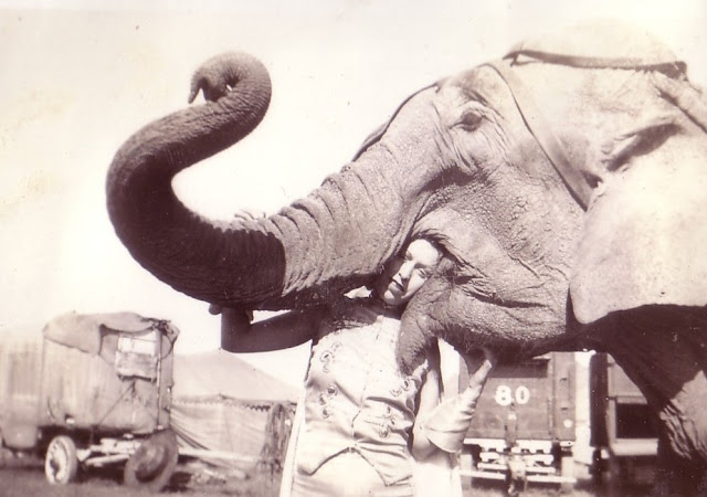 An Elephant Holds a Circus Performer in Its Mouth, 1937 ~ Vintage Everyday