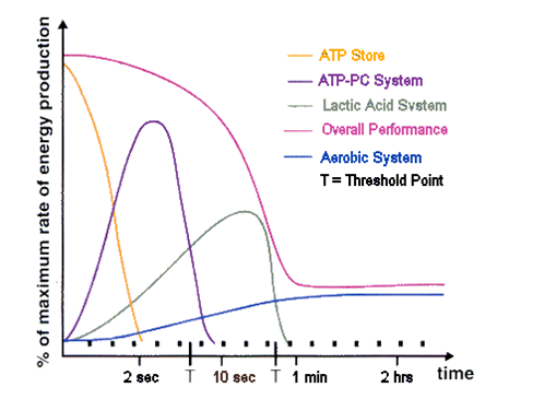 Physiology of fitness: Acute exercise and the energy systems