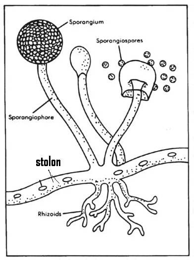 Kimeni's Blog: Kingdom Fungi