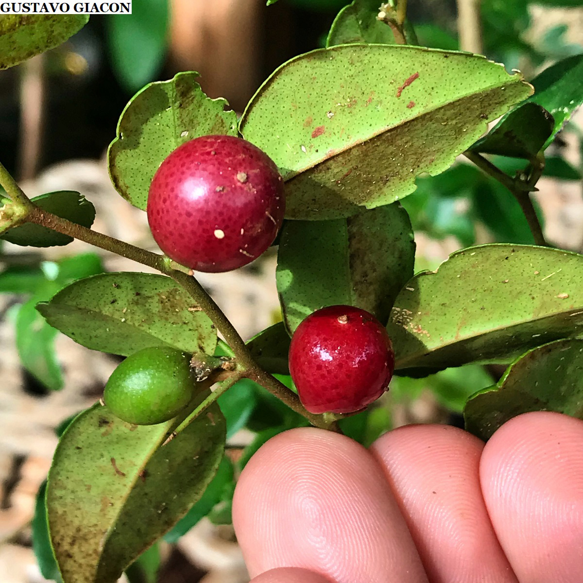 Blog do Viveirista: Limeberry ou Limãozinho Vermelho Doce - Triphasia ...