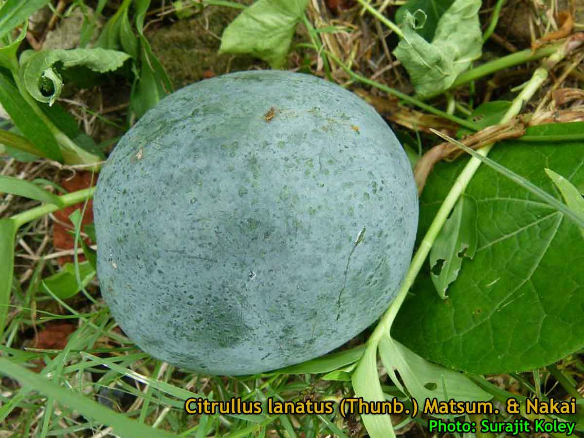 Medicinal Plants: Citrullus lanatus