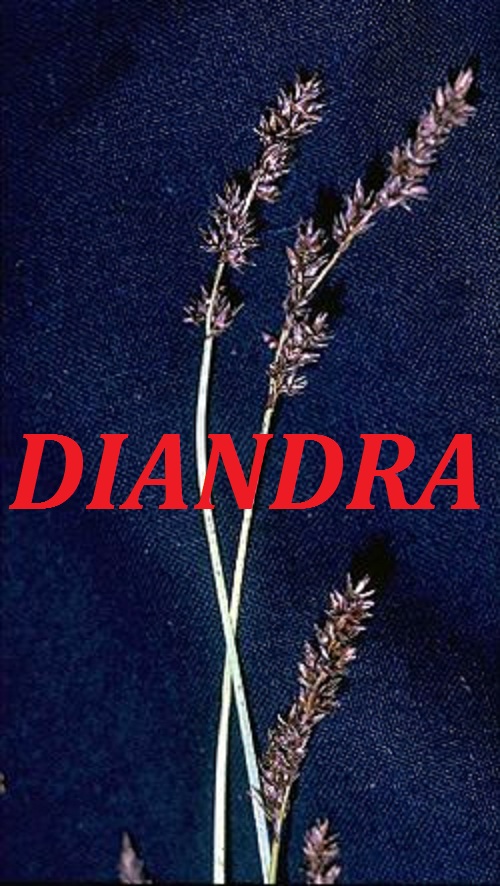 EL SIGNIFICADO DE LOS NOMBRES: DIANDRA (INGLÉS)