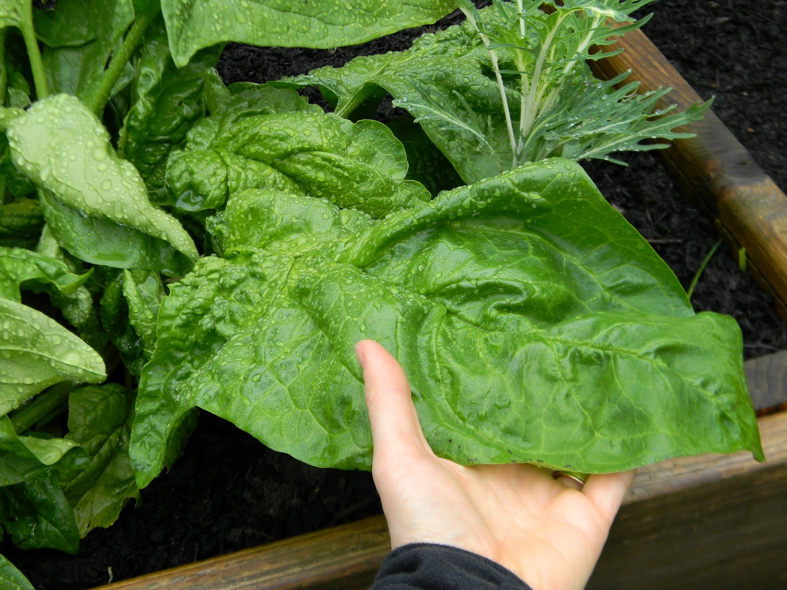 Black Swan Garden Design: Giant Winter Spinach