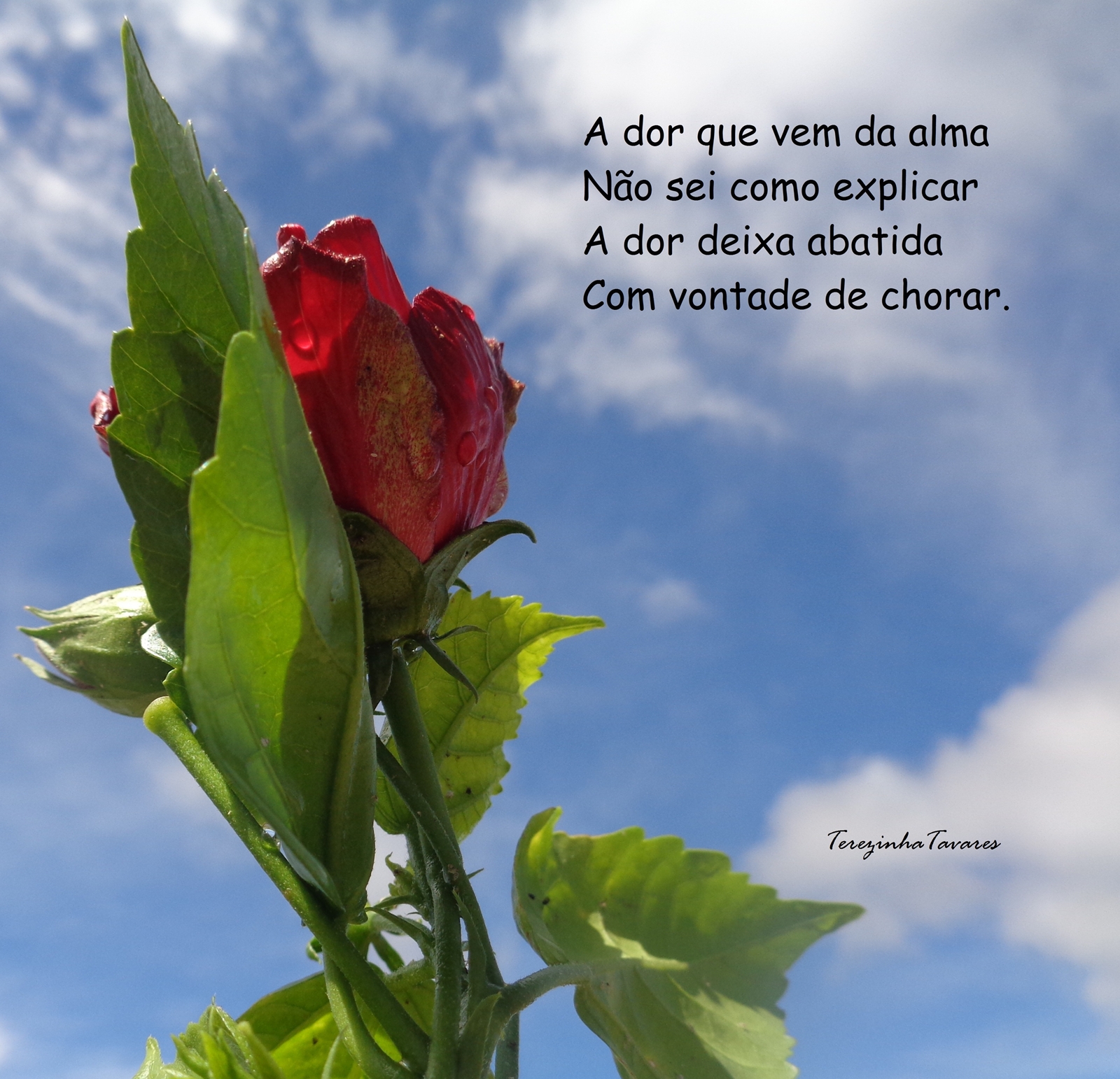 Faz Da Tua Dor Um Poema - FDPLEARN