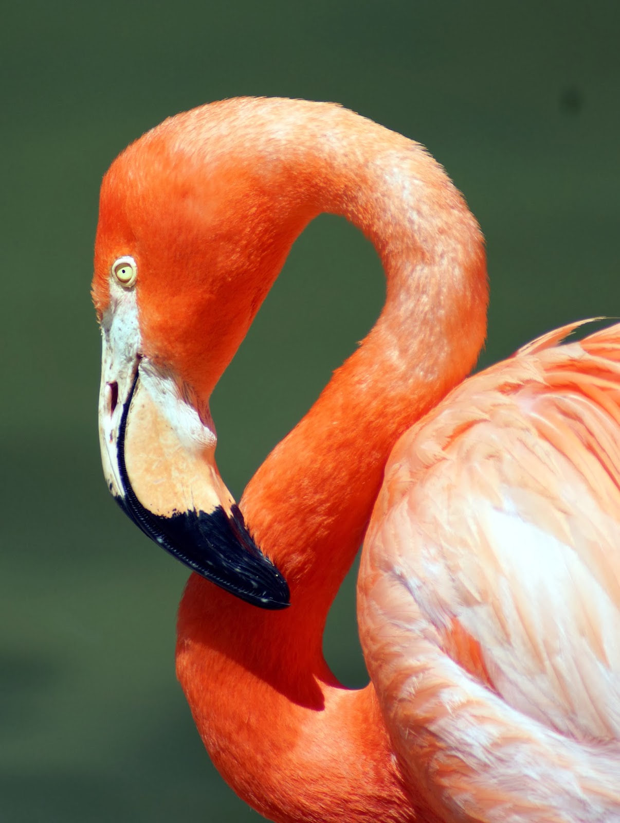 Flamenco común (Phoenicopterus roseus)