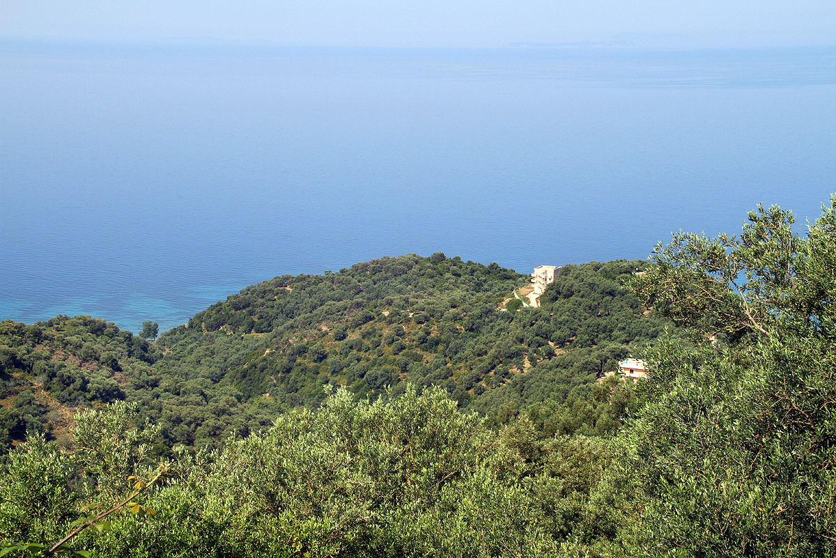 Antiguos OLIVOS del Mediterráneo : ALBANIA. PIQERAS, NIVICË-BUBAR