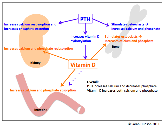 Hypercalcaemia - MRCP Revision Notes