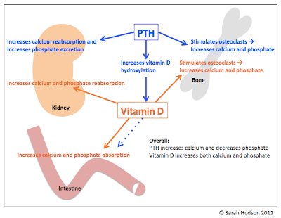 Hypercalcaemia - MRCP Revision Notes